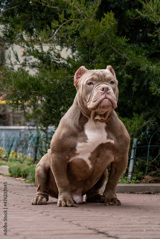 Confident Grown Six Months Old Puppy Of American Bully Breed With