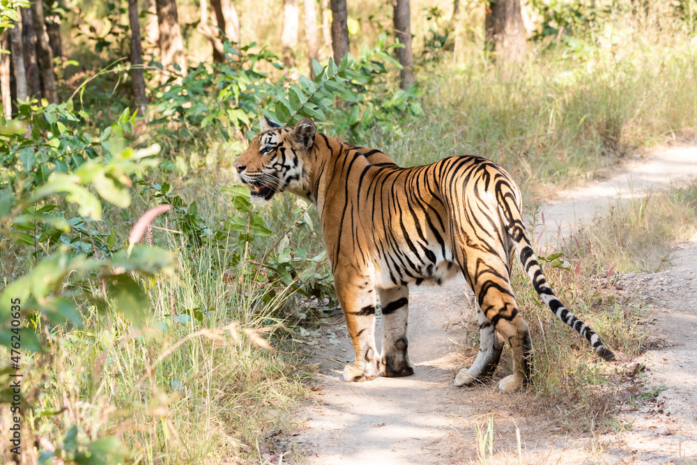A female tigress walking head-on towards the photographer inside Pench ...