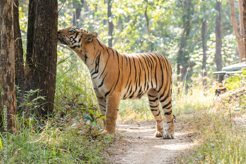 Foto de A female tigress walking head-on towards the photographer ...