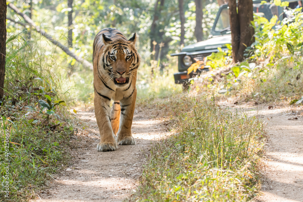 Foto de A female tigress walking head-on towards the photographer ...