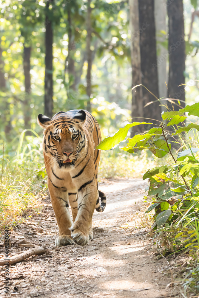 A female tigress walking head-on towards the photographer inside Pench ...