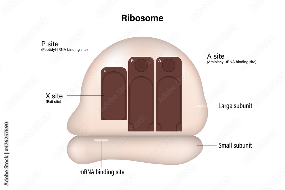 Ribosome structure. Ribosome has an mRNA binding site and three tRNA ...