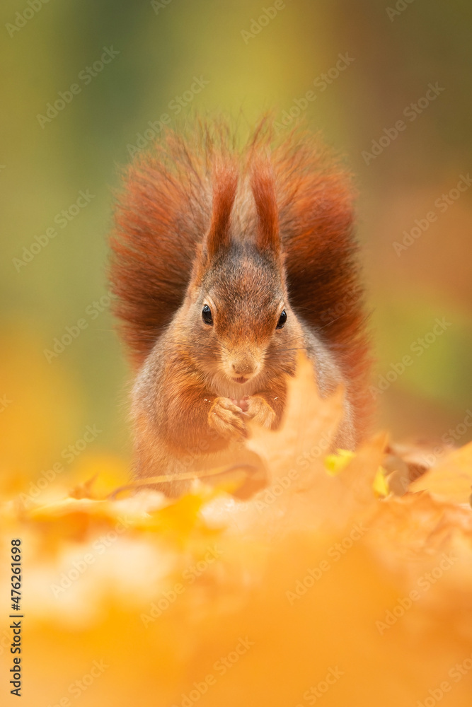 Up Squirrel Scene