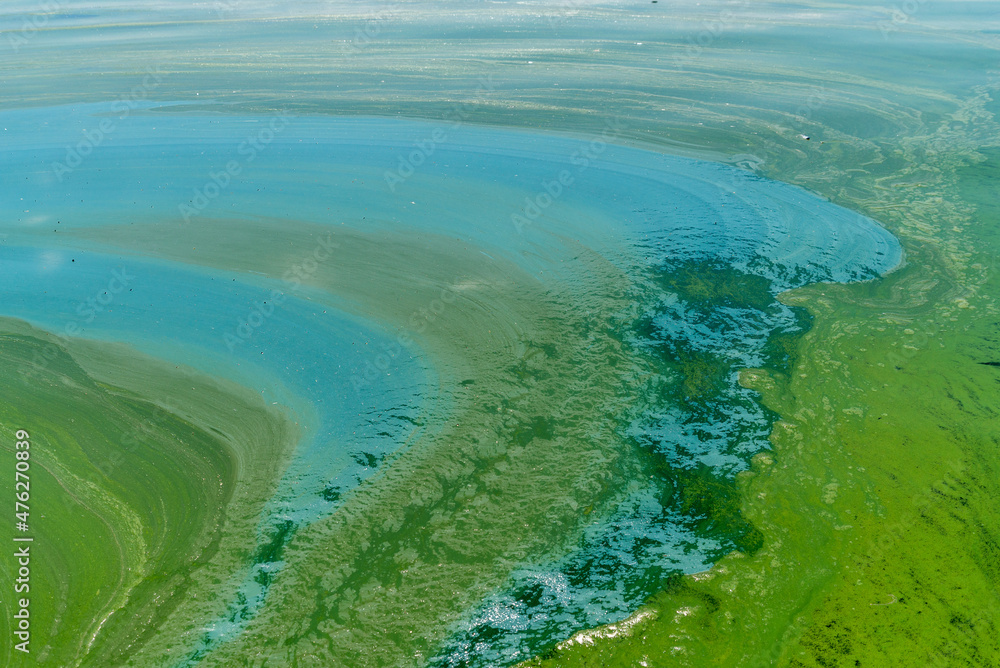 Water pollution by blooming blue-green algae - Cyanobacteria is world ...