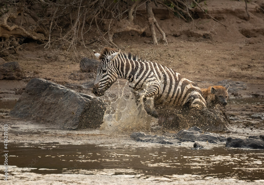 Poster Poor Zebra got attacked by a spotted hyena after crossing the ...