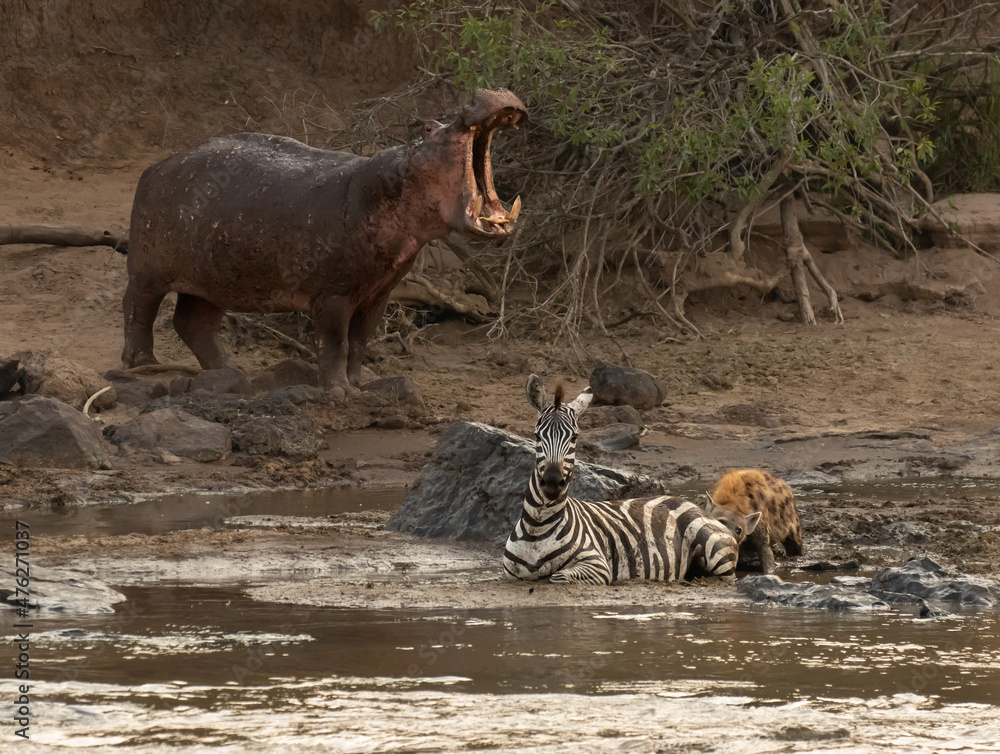Fotka „Poor Zebra got attacked by a spotted hyena after crossing the ...