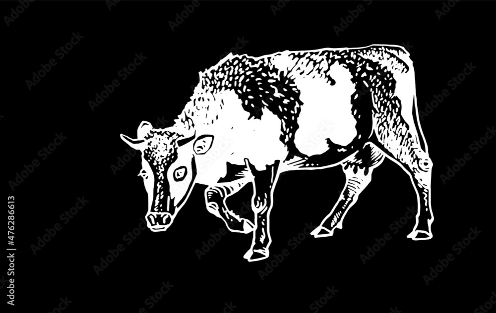 Vector cow walking ,isolated on black illustration,farm animal Stock ...