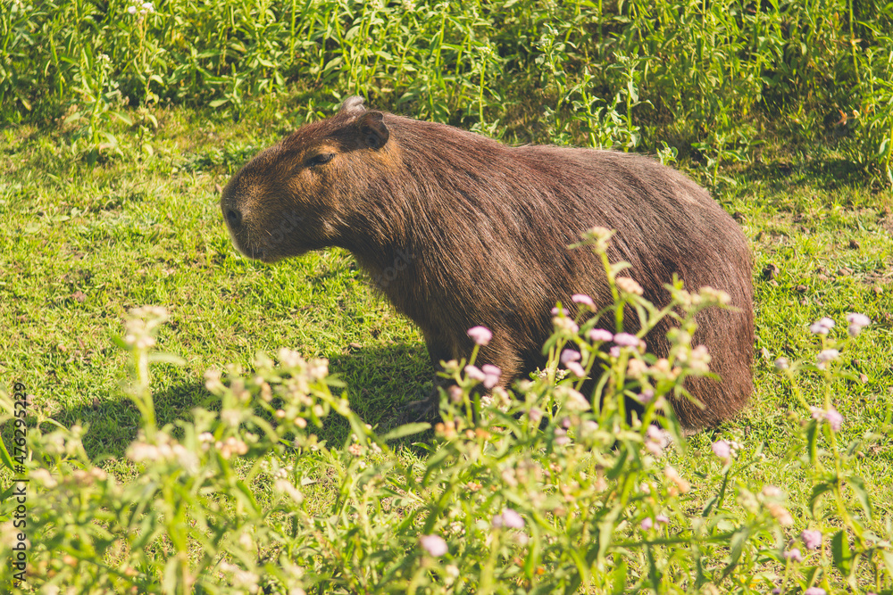 carpincho en un humedal de la republica argentina Stock Photo | Adobe Stock