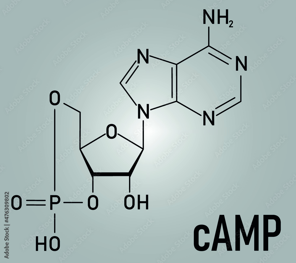 Cyclic adenosine monophosphate or cAMP second messenger molecule. Plays ...