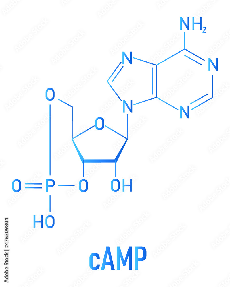 Cyclic adenosine monophosphate or cAMP second messenger molecule. Plays ...