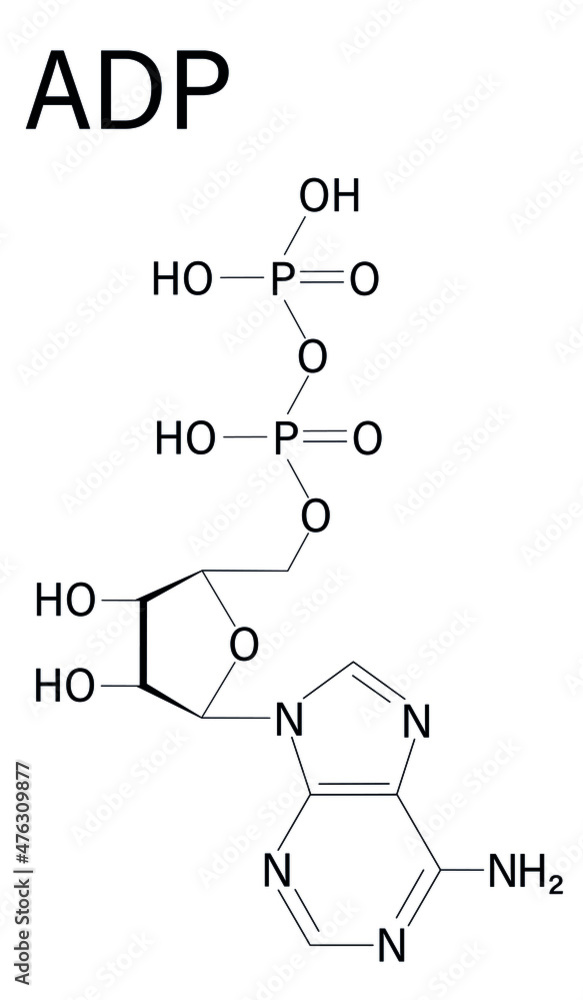 Adenosine diphosphate or ADP molecule. Plays essential role in energy ...