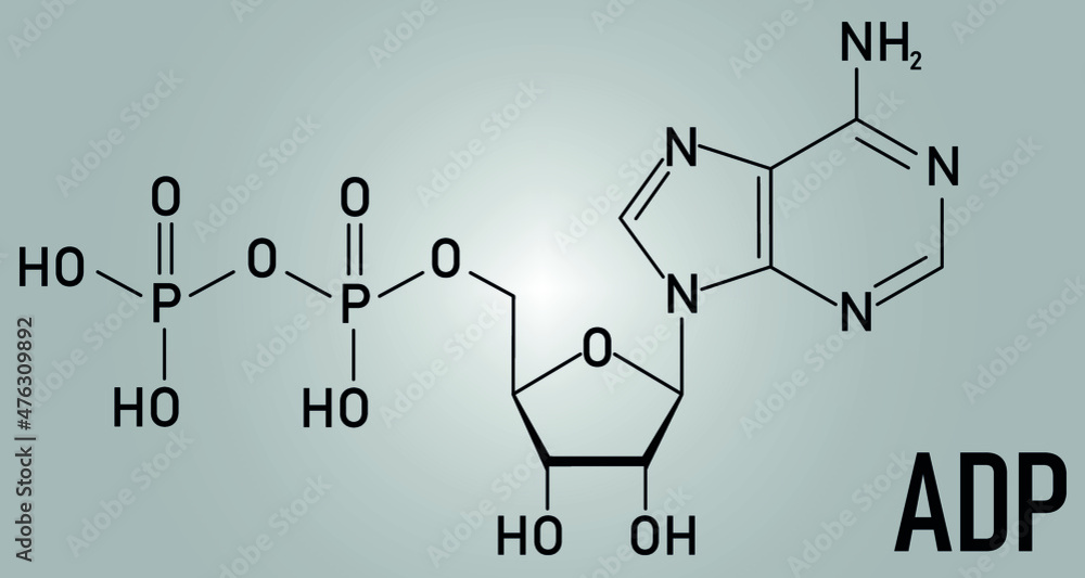 Adenosine diphosphate or ADP molecule. Plays essential role in energy ...
