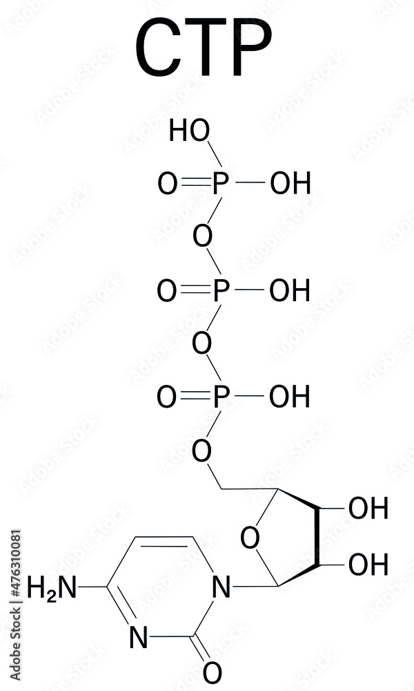 Cytidine triphosphate or CTP RNA building block molecule. Also ...