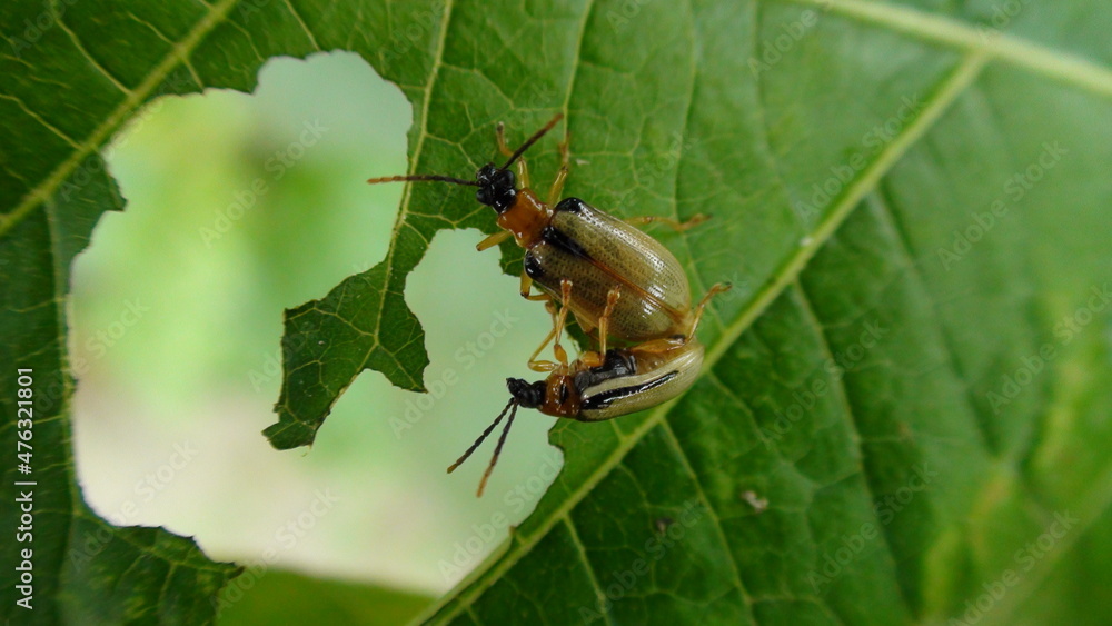 inseto besouro - coleoptera Stock Photo | Adobe Stock