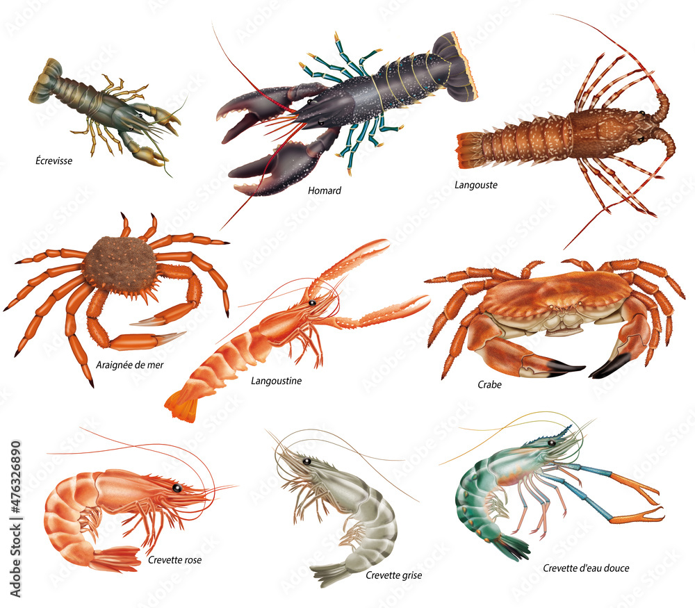 crustacé, , écrevisse, crevette, fruits de mer, animal, blanc ... crustacé, , écrevisse, crevette, fruits de mer, animal, blanc ...