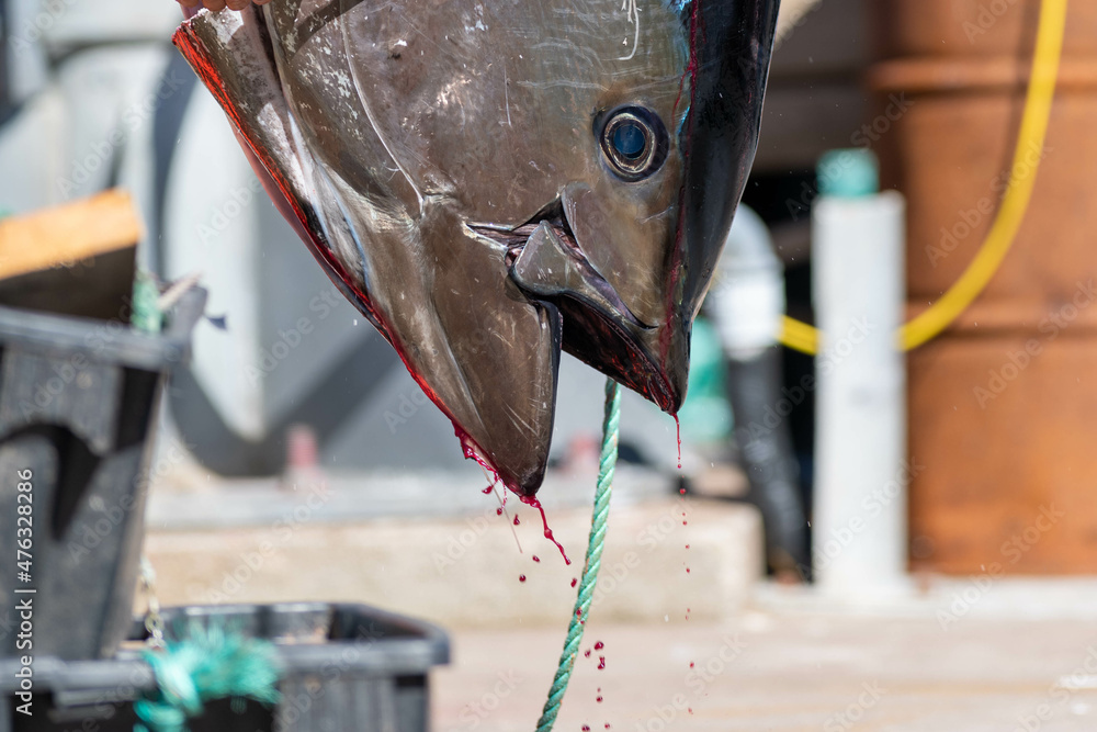 The head of an Atlantic bluefin tuna hanging from a pulley on the deck ...