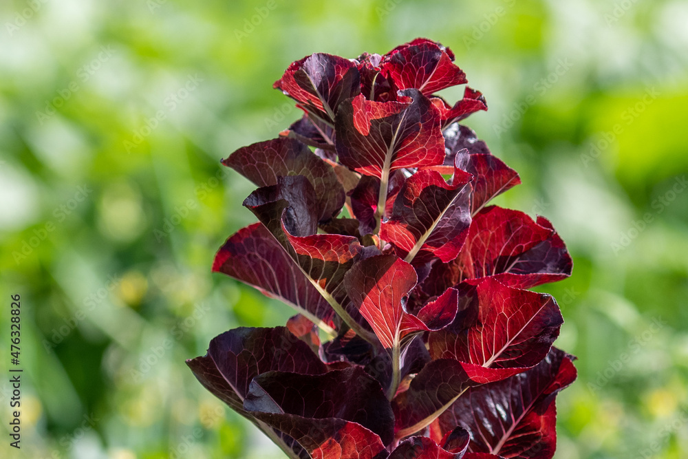 Tall red romaine lettuce leaves grow tall on their stalks. The crop has ...