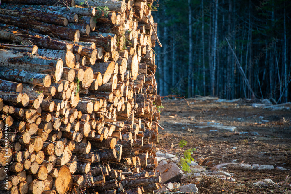 Forest pine and spruce tree logs. Log trunks pile for the logging ...