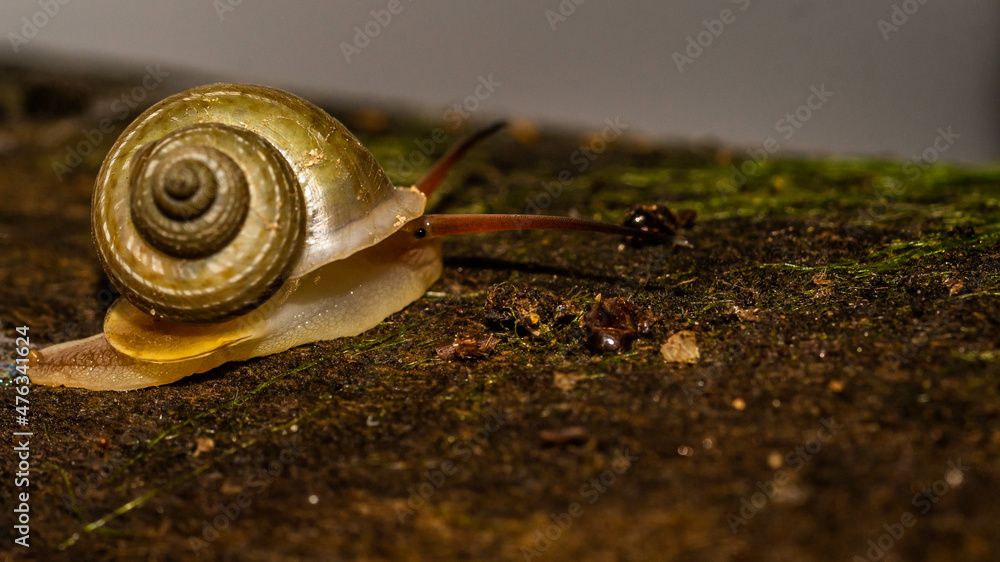 Borneo land snail crawling in the forest ground. Borneo tropical rain ...
