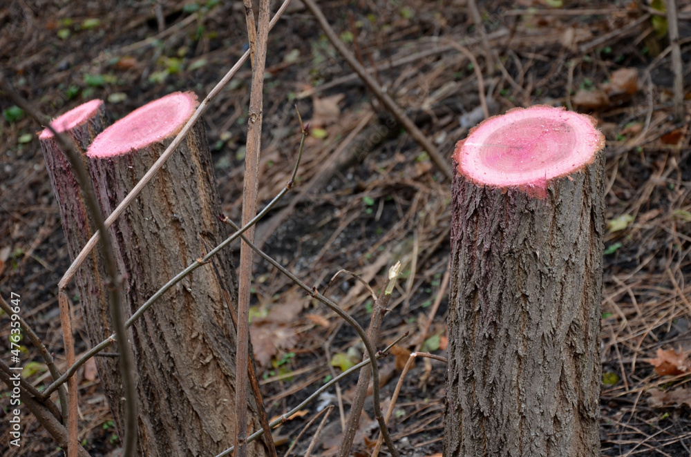 herbicide eradication of invasive trees. Cut acacia trunks are smeared ...