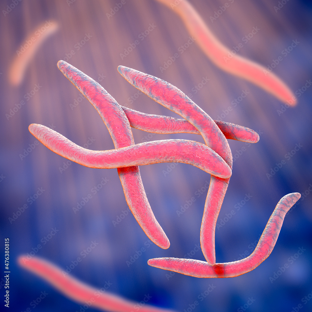Fusobacterium, 3D illustration. An oral bacterium that causes ...