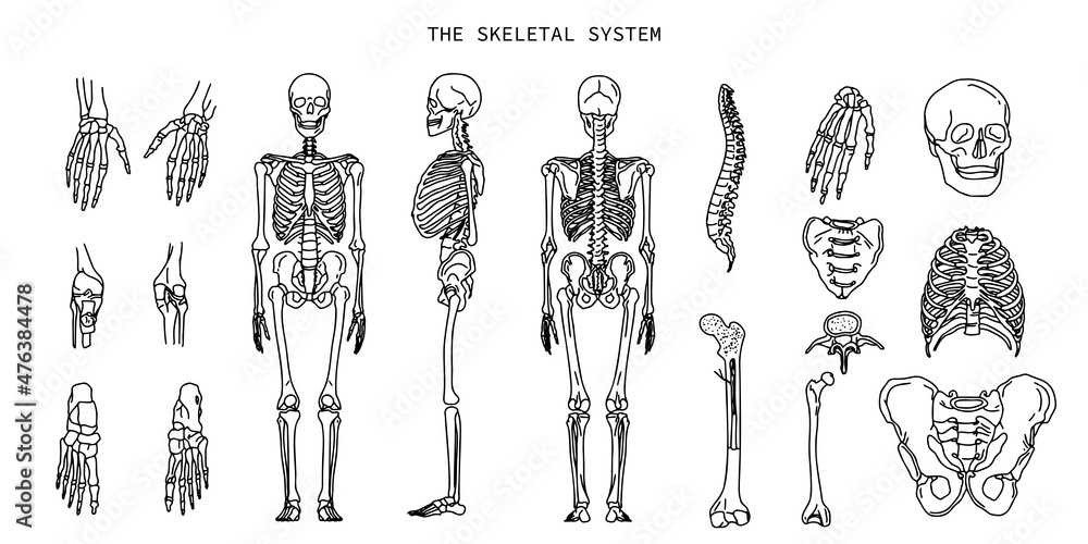 The human bone system. Anatomy line isolated drawing sketch diagram ...