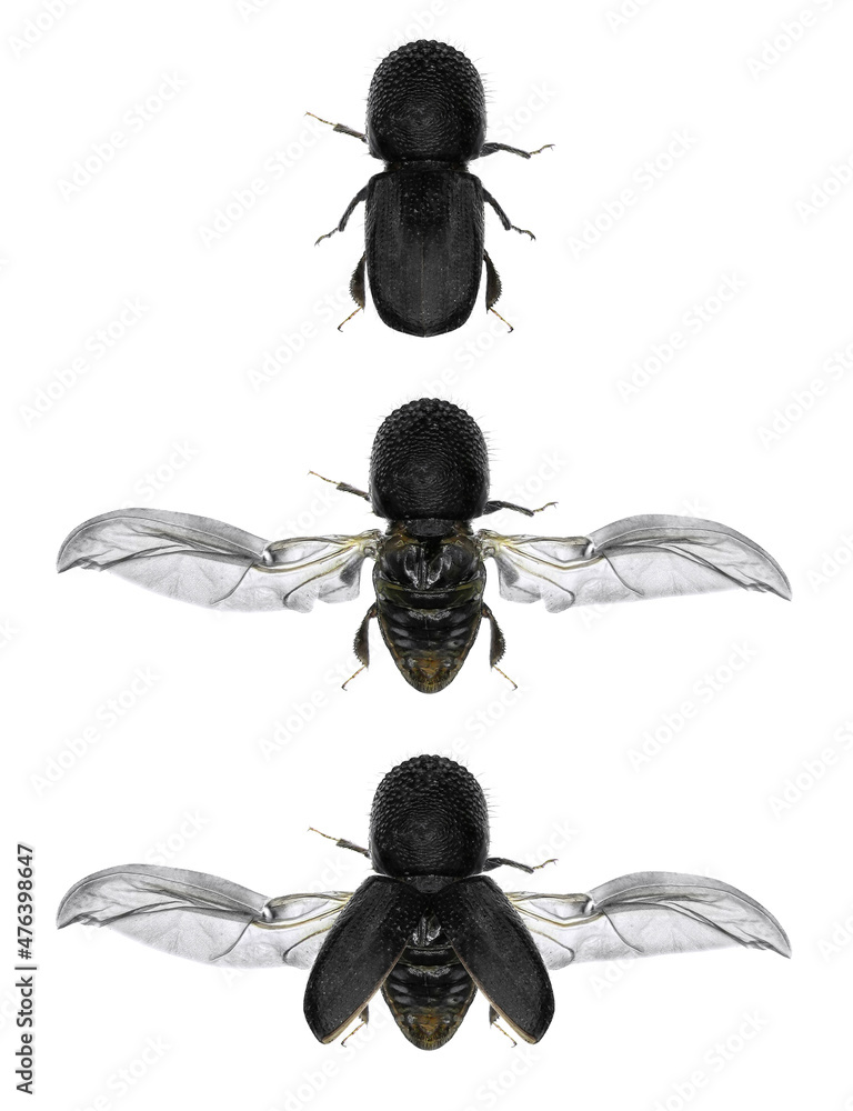 Asian Ambrosia beetle, Euwallacea fornicatus (Coleoptera: Curculionidae ...