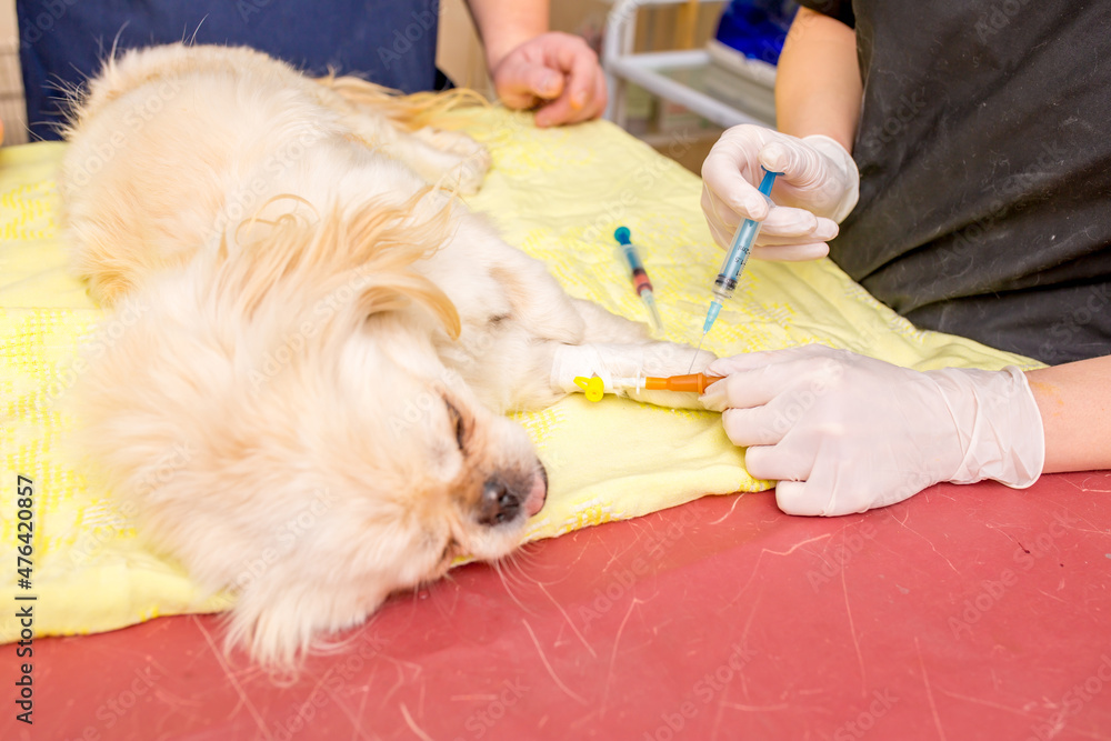 Veterinary clinic, a surgeon doctor performs an operation to remove ...