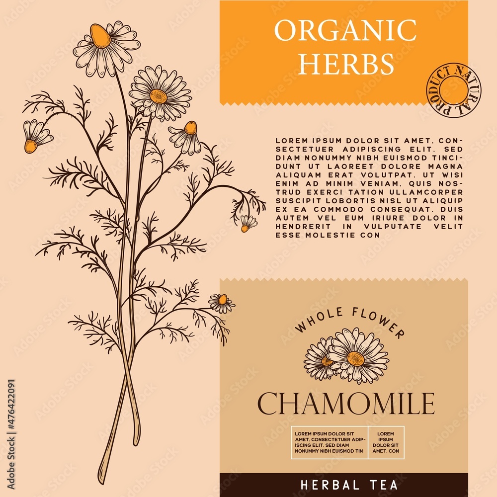 Chamomile Tea Label. Abstract Vector Packaging Design Layout with ...