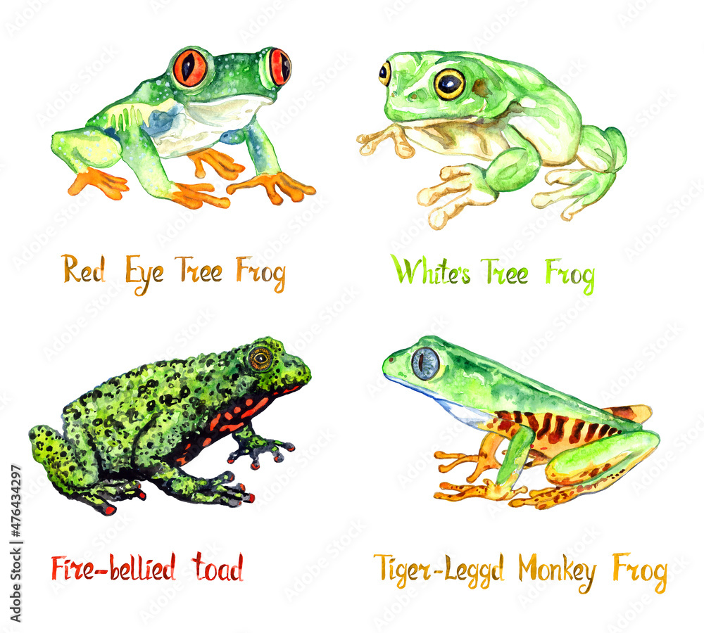 Red eye tree frog (Agalychnis callidryas), White's tree frog (Ranoidea ...