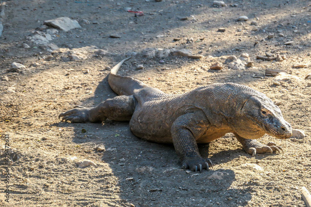 A gigantic, venomous Komodo Dragon roaming free in Komodo National Park ...