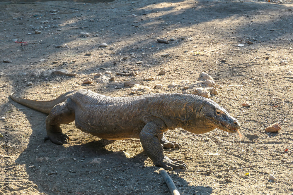A gigantic, venomous Komodo Dragon roaming free in Komodo National Park ...