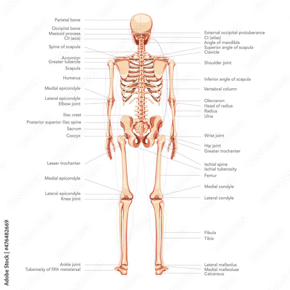 Skeleton Diagram Posterior