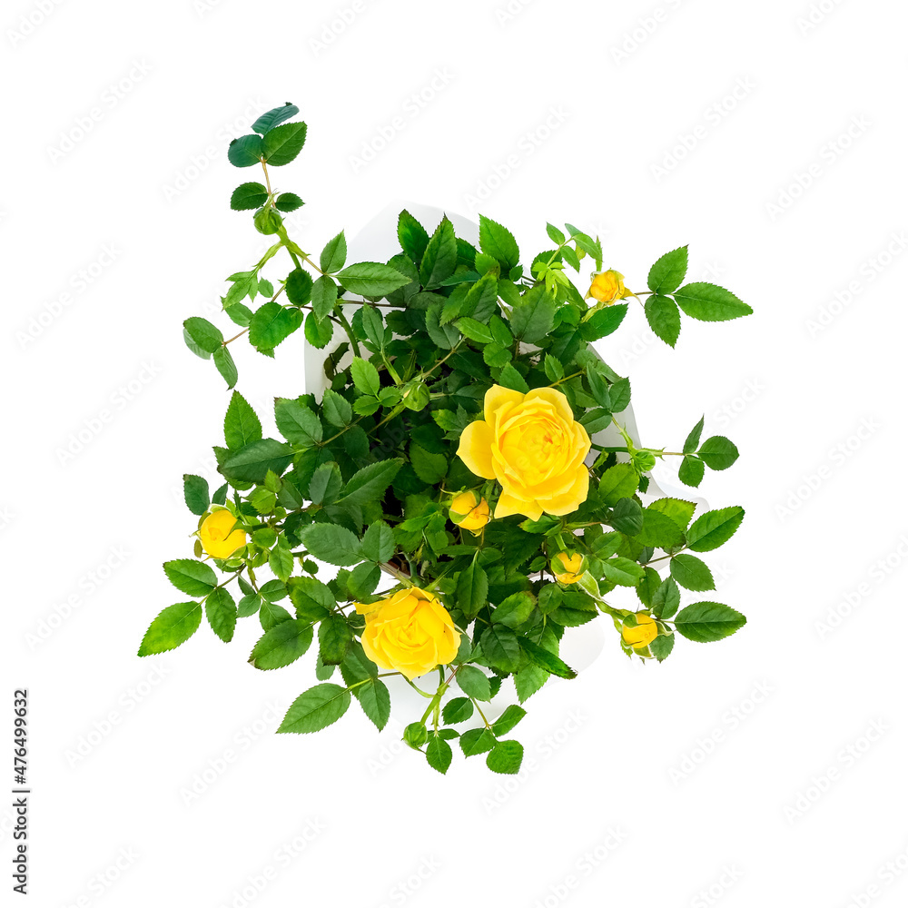Top view on beautiful small bush of yellow roses in a pot isolated on ...