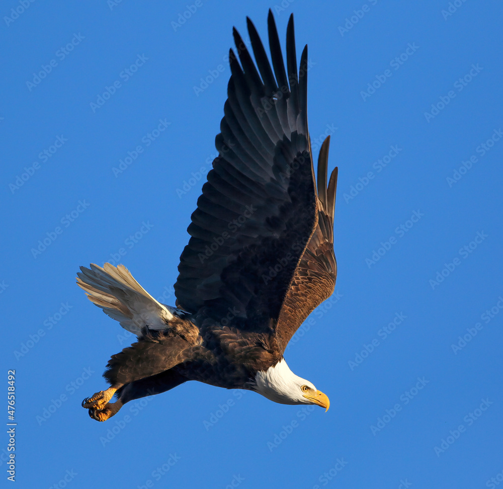 A full body closeup of a Bald Eagle with its wings fully up and a ...