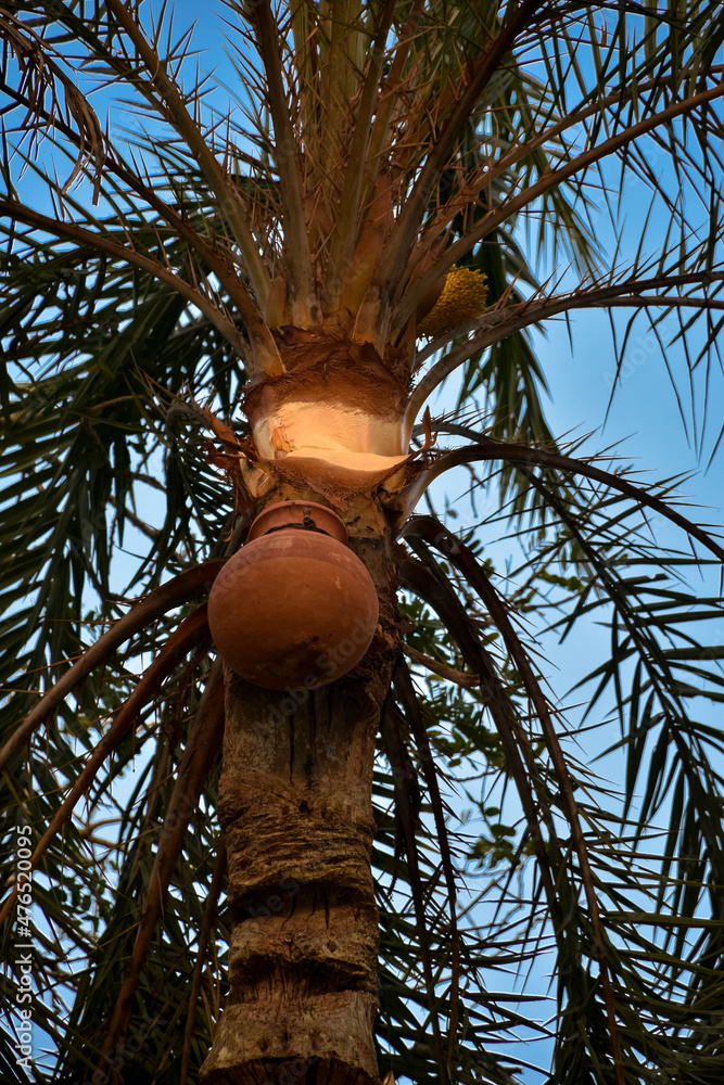 Date palm sap is collected by shaving the date palm tree. The date ...