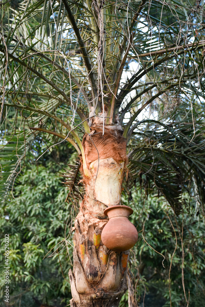 Foto de Date palm sap is collected by shaving the date palm tree. The ...