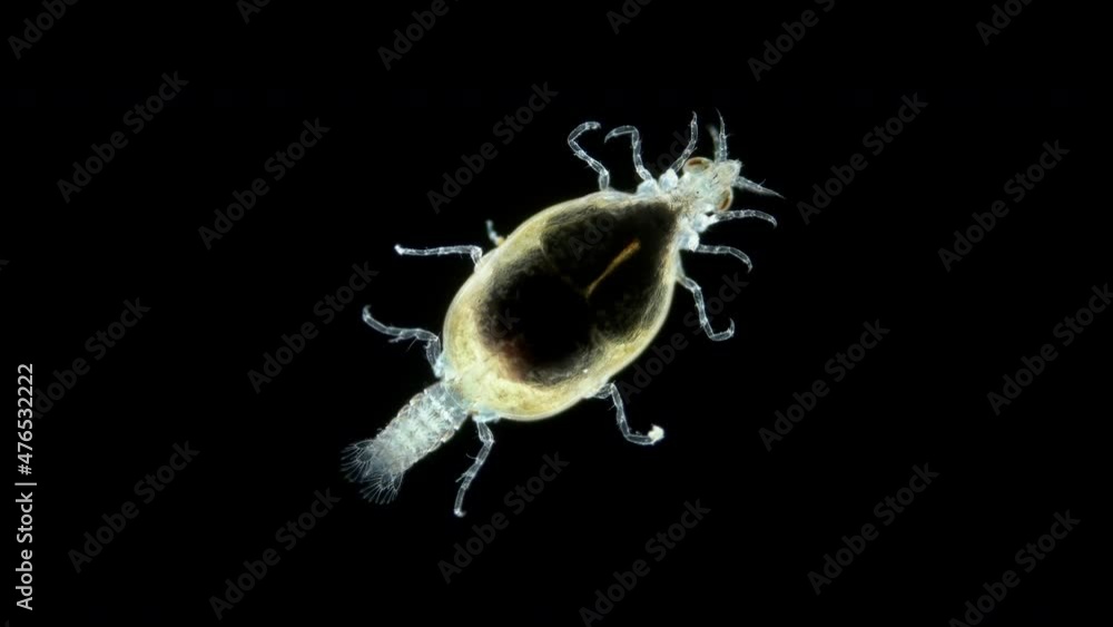 Parasitic isopod larva praniza under a microscope, of Gnathiidae family ...