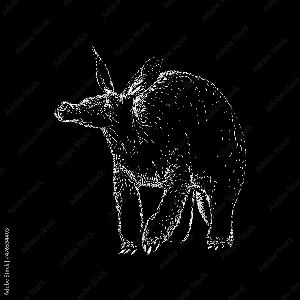 aardvark hand drawing vector illustration isolated on black background ...
