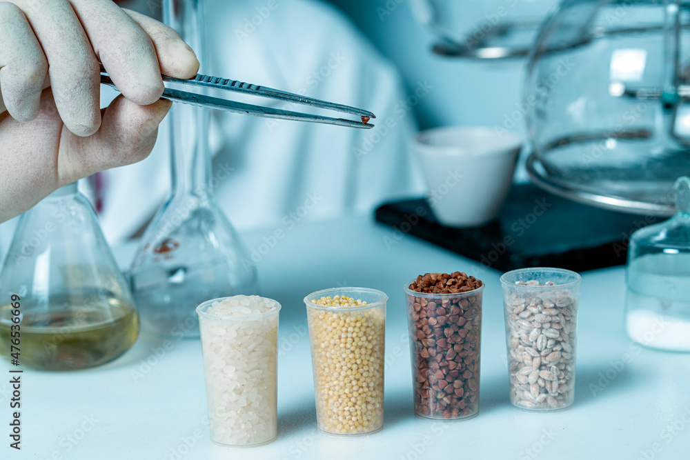 Healthy food concept. An assistant holds a grain with tweezers in a ...