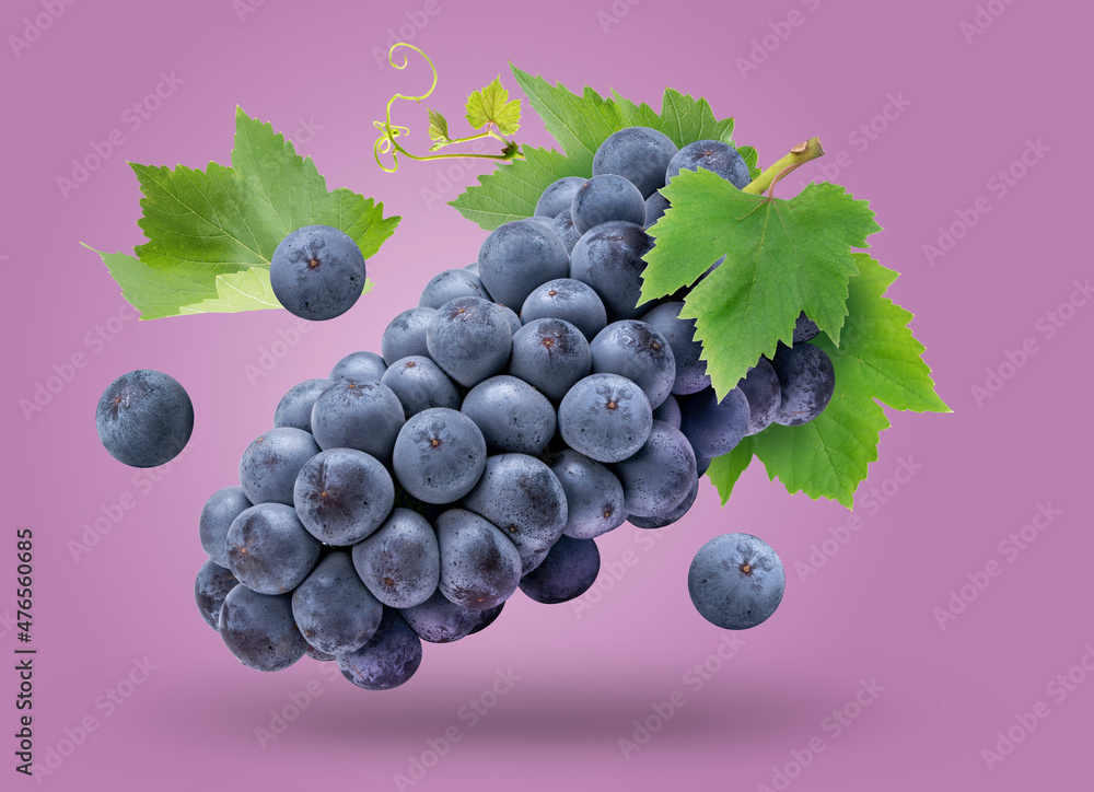 Black Wine grape isolated on purple background, Kyoho Grape with leaves isolated on purple With ...