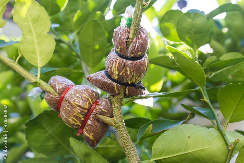 Grafting lemon tree while root propagation of lemon growing is a ...