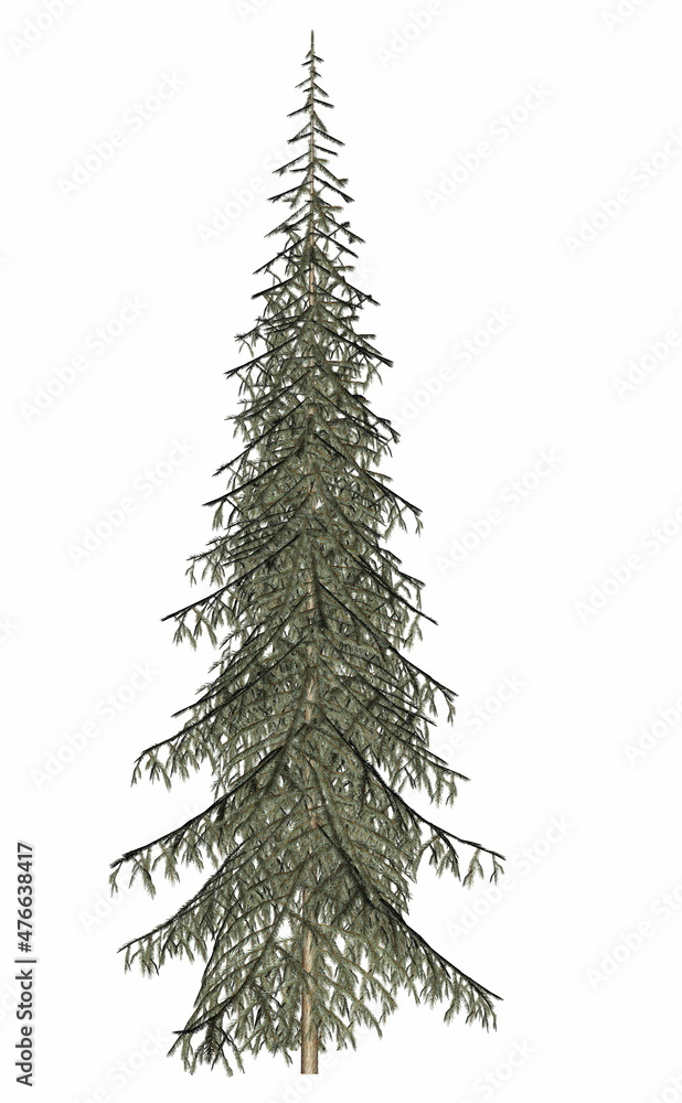 Beautiful single fir evergreen pine tree - 3D render Stock Illustration ...