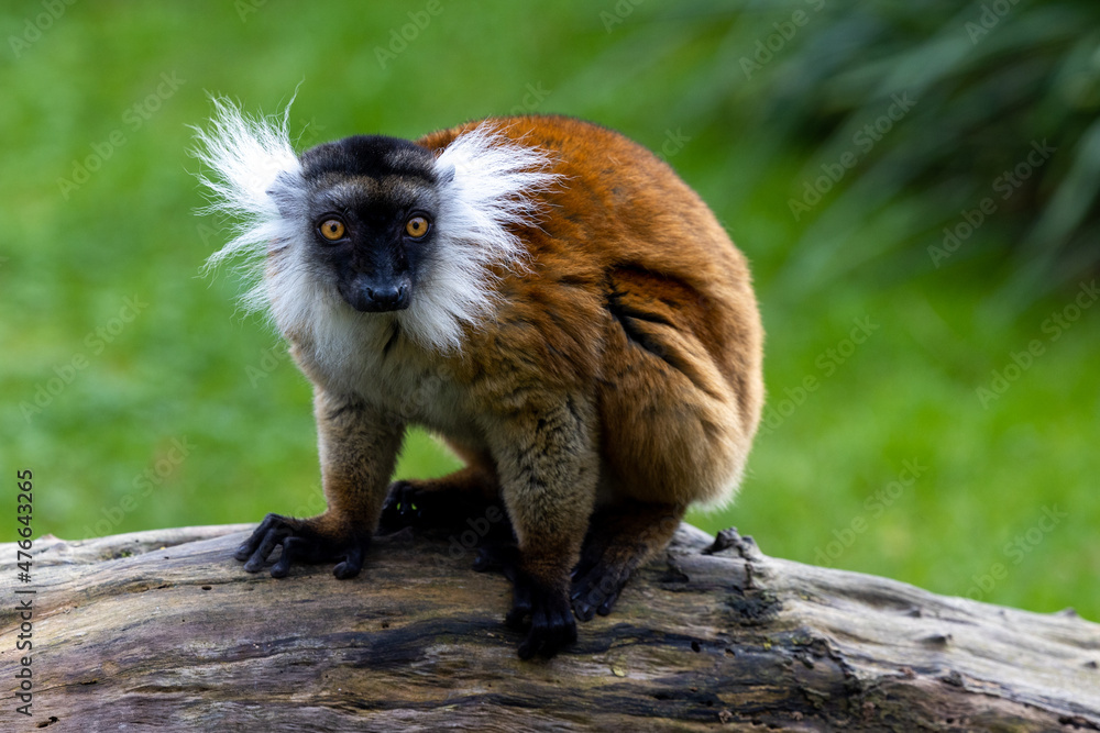 Female Black lemur, Eulemur macaco, sitting on a piece of wood. The ...