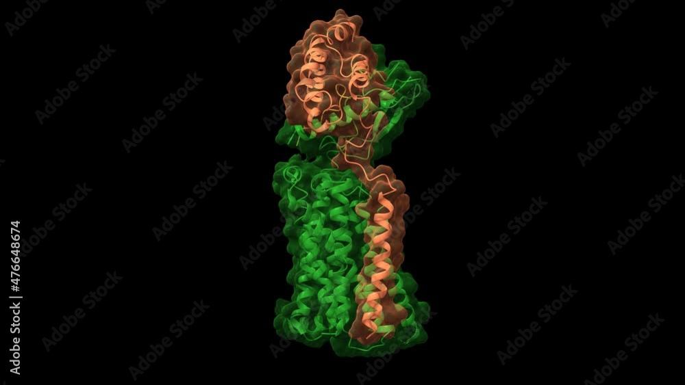 Structure Of The Cgrp Receptor Blue With Cgrp Peptide Brown And Receptor Activity Modifying