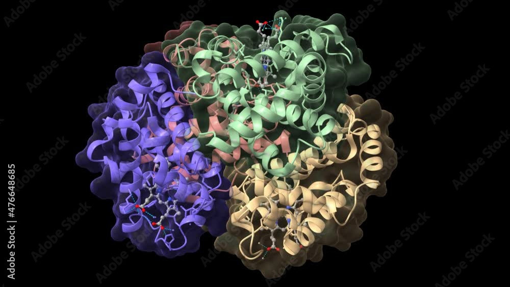 Crystal structure of human hemoglobin E, heme is grey. Animated 3D ...