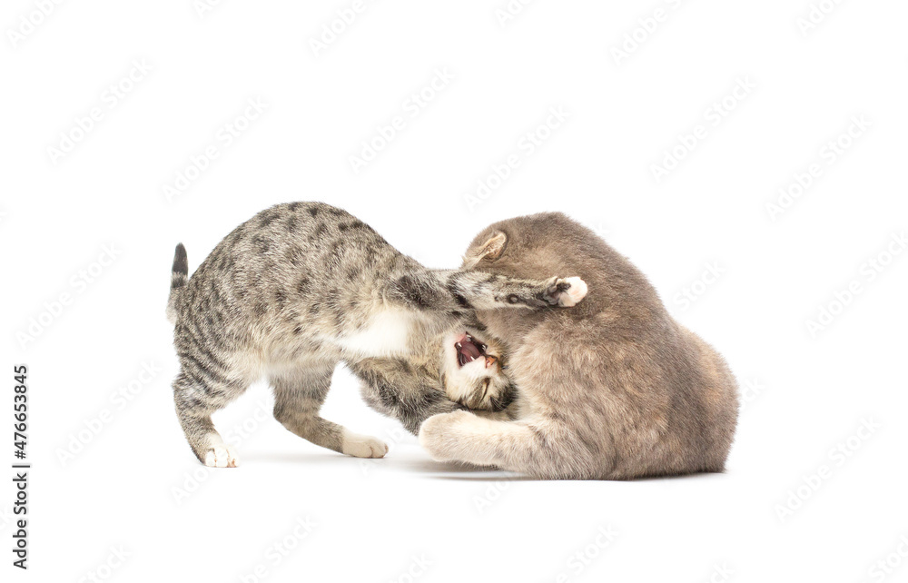 fighting bengal cats in front of white background Stock Photo | Adobe Stock