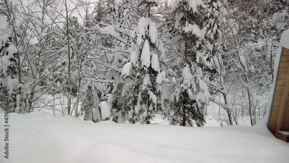Fresh clean snow fell at the beginning of winter, covered forests ...