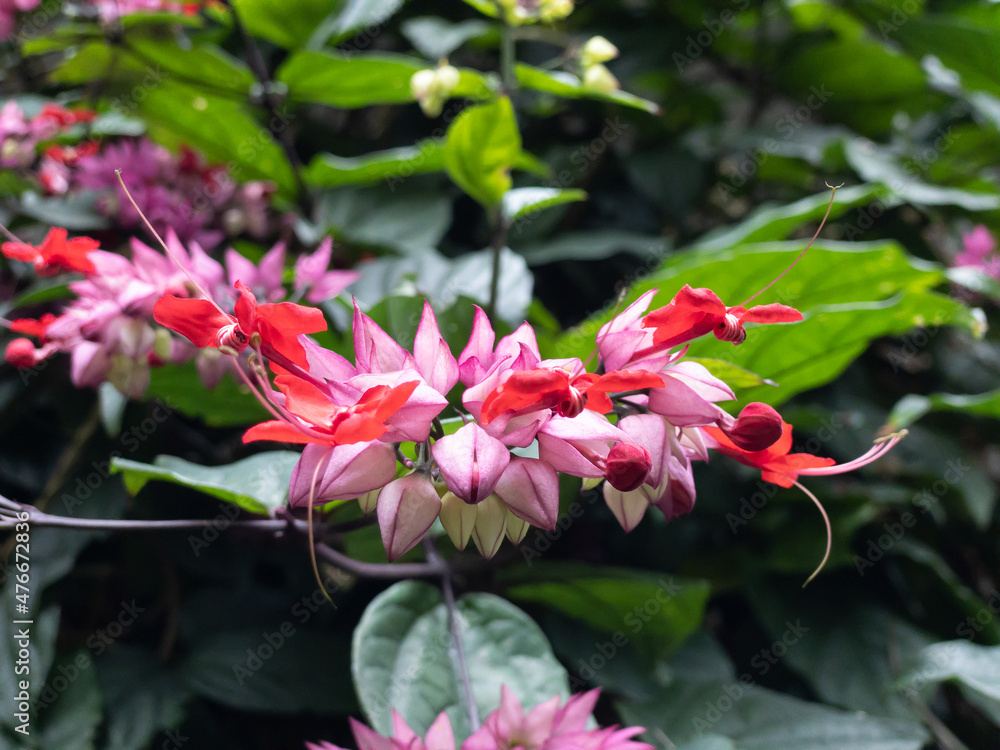 Pink and red flowers of Clerodendrum x speciosum also called Java Glory ...