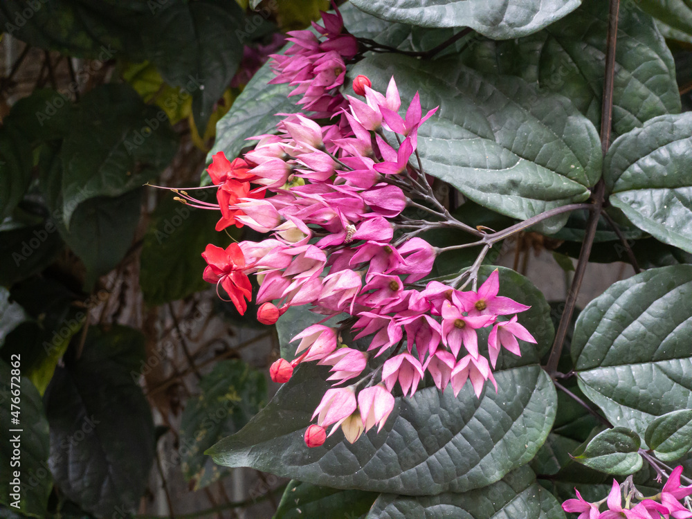 Foto de Pink and red flowers of Clerodendrum x speciosum also called ...